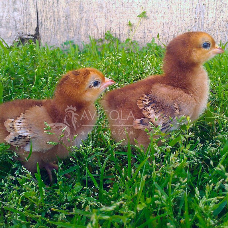 Comprar pollitos Bignee con 2 semanas