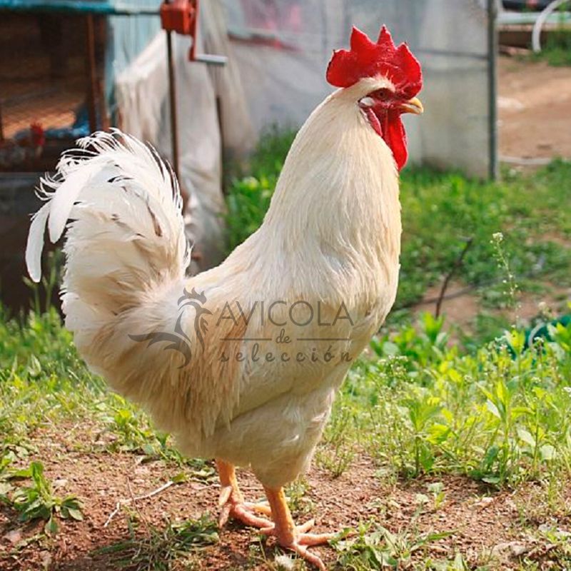 Razas De Pollos Blancos 🐓Gallina PONEDORA BLANCA🐔 Leghorn