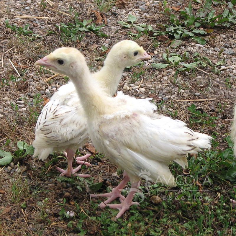 Pavo Blanco de hasta 6 semanas. SIN SEXAR