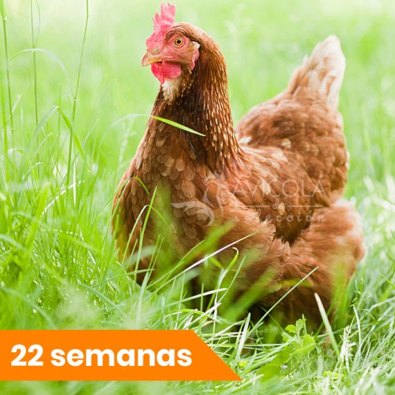 Comprar Gallina Bignee