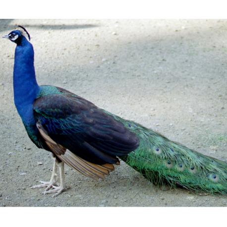 Pavo Real Purpura Macho