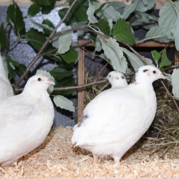 Codorniz China Blanca Pareja