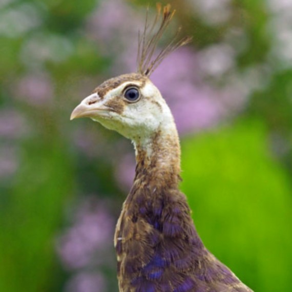 Pavo Real Purpura Macho Joven