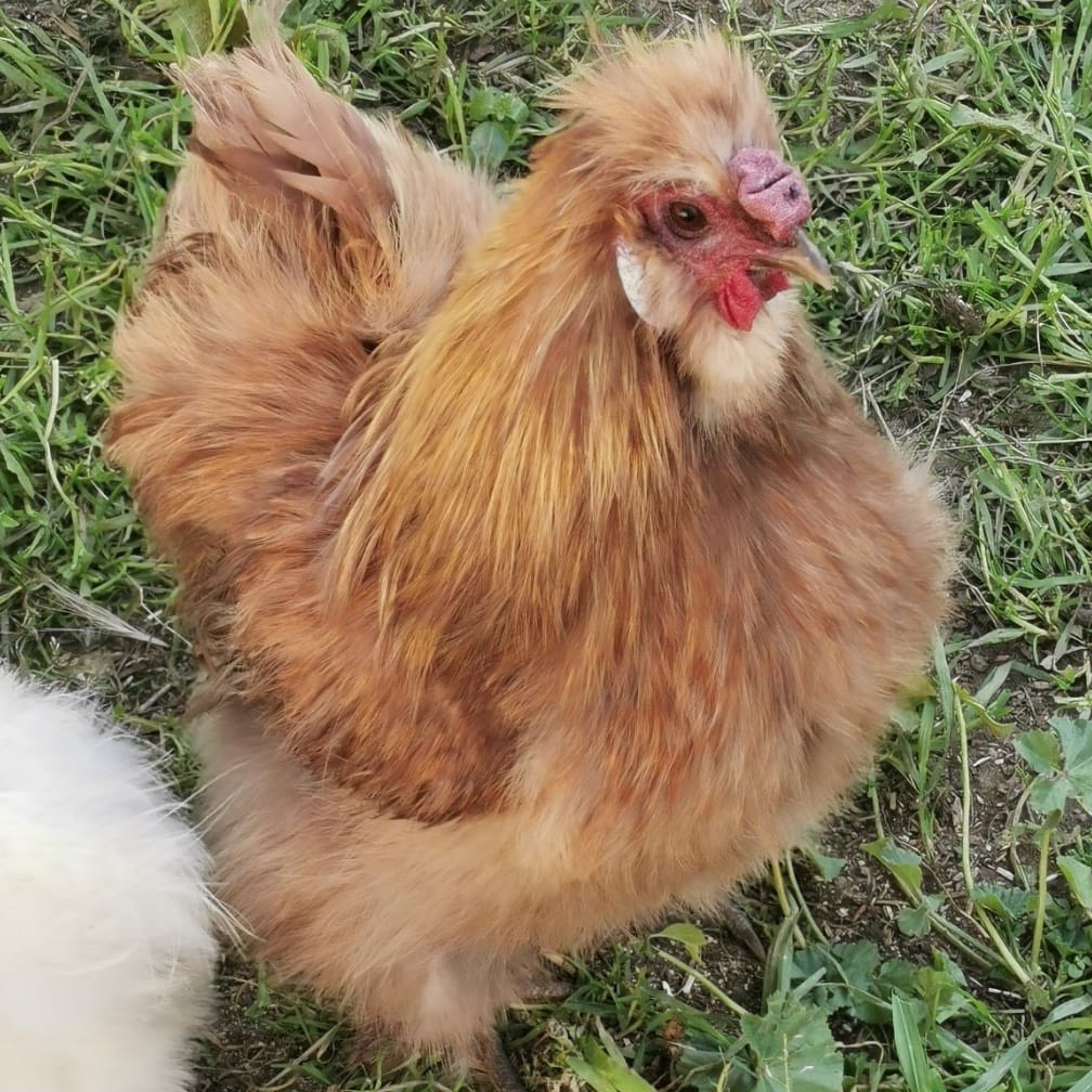 Gallina Sedosa del Japon hasta 6 Semanas SIN Sexar