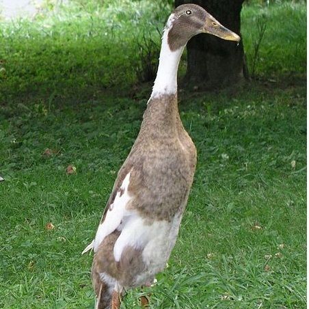 Patitos Corredores