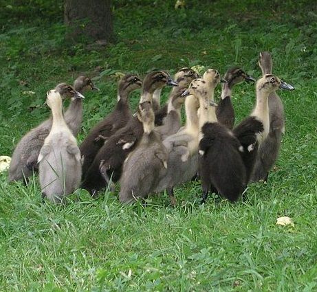Patitos Corredores Negros