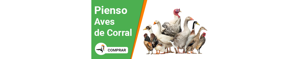 Aves de Corral