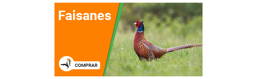 Comprar Faisanes al Mejor Precio - Avícola de Selección