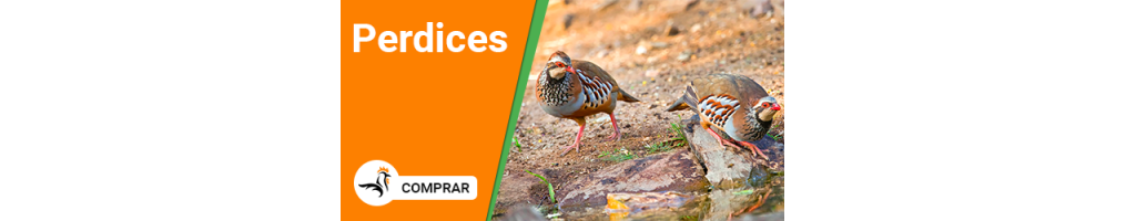 Perdices