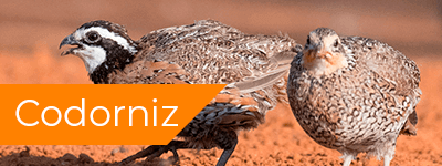 Comprar Gallinas Ponedoras Y Pollitos Online - Somos Tu Mejor Opción