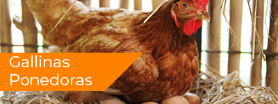 Comprar Gallinas Ponedoras Y Pollitos Online - Somos Tu Mejor Opción